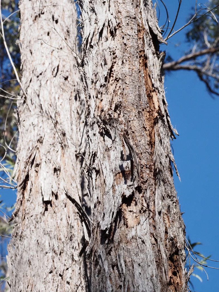 broad-leaved stringybark from Nerang Forest Reserve QLD, Australia on ...