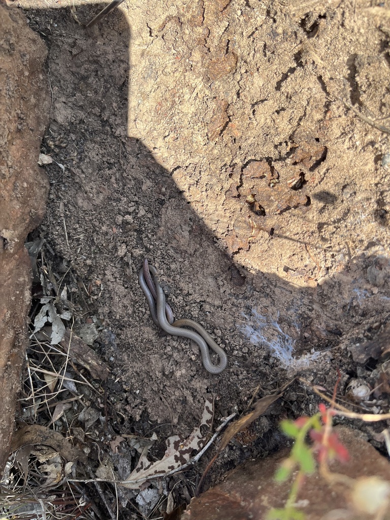 Granite Worm-lizard in November 2023 by dorcustitanus · iNaturalist