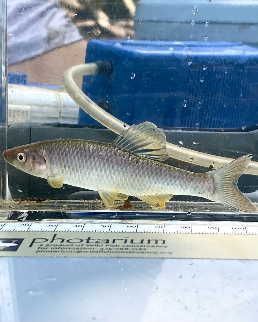 Steelcolor Shiner from Lockesburg, AR, US on June 7, 2023 at 01:56 PM ...