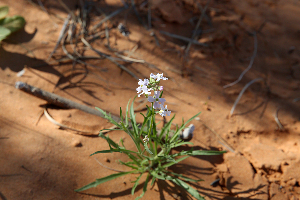 plants from Birdsville QLD 4482, Australia on July 15, 2023 at 10:48 AM ...
