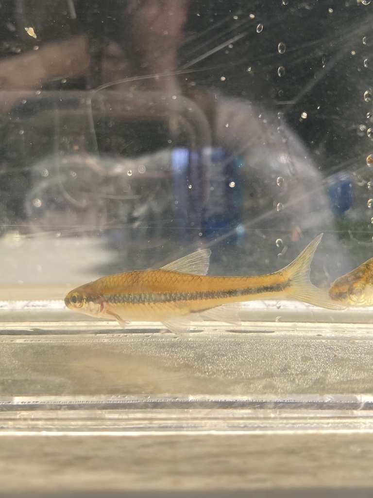 Ironcolor Shiner from Tram Rd, Lockesburg, AR, US on June 6, 2023 at 04 ...