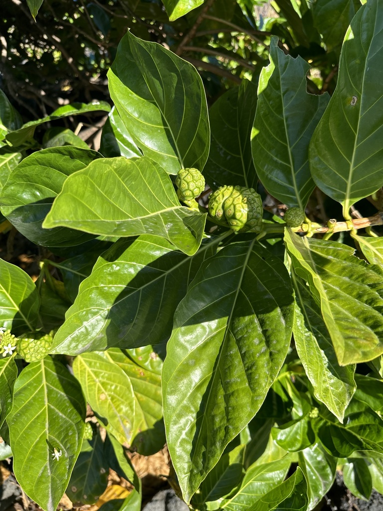 Noni from Kaloko-Honokōhau National Historical Park, Kalaoa, HI, US on ...