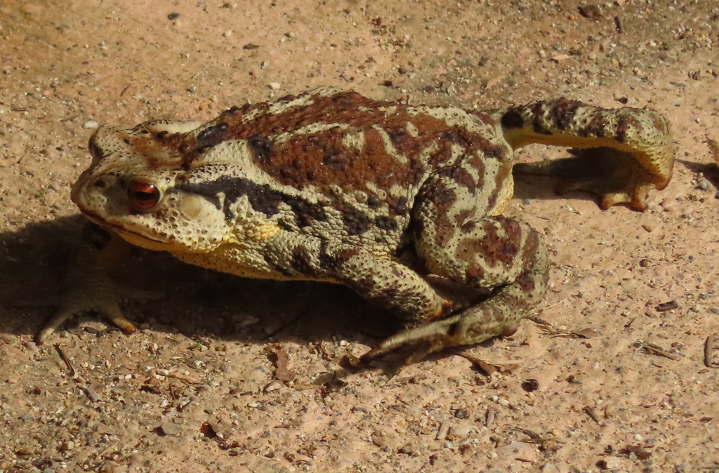 Sakhalin toad from Muryeong-ro, Gongju-si, Chungcheongnam-do, South ...