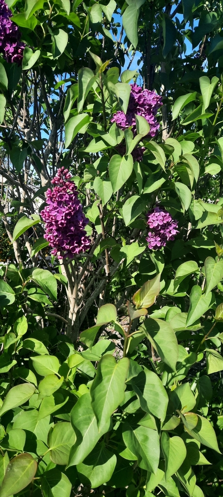 common lilac from Masterton, New Zealand on October 21, 2023 at 09:20 ...