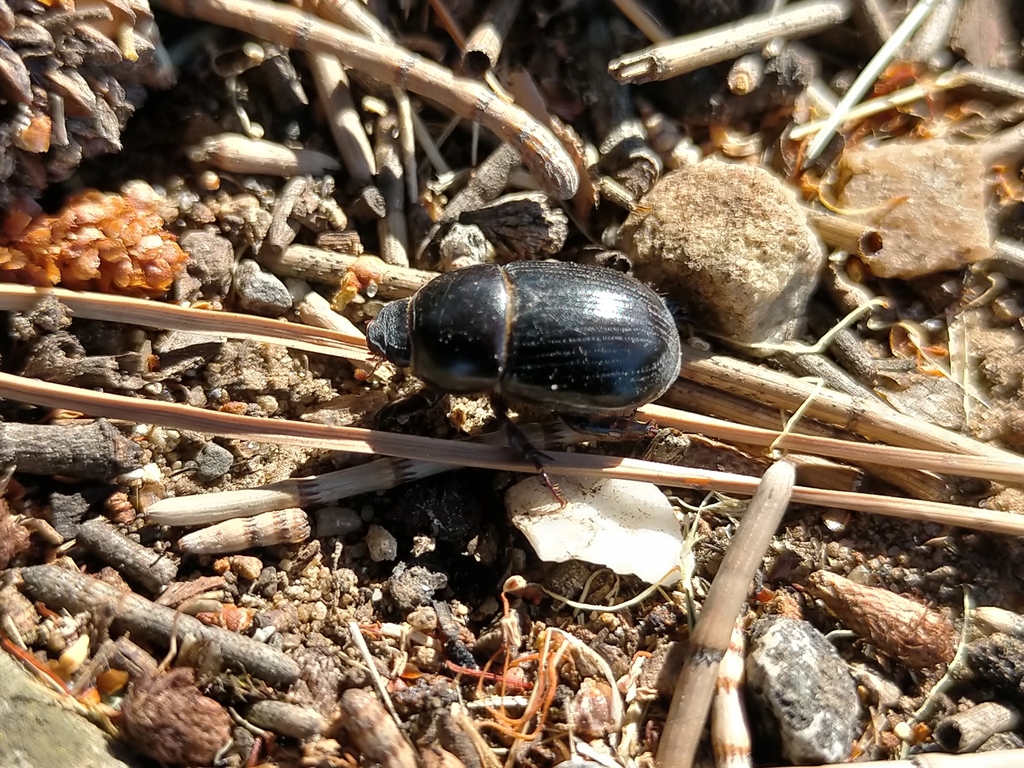 African Black Beetle from Stop 57 Main North Rd - East side, Elizabeth ...