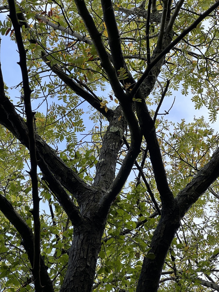 Service-tree (Cormus domestica) - Botanical Realm