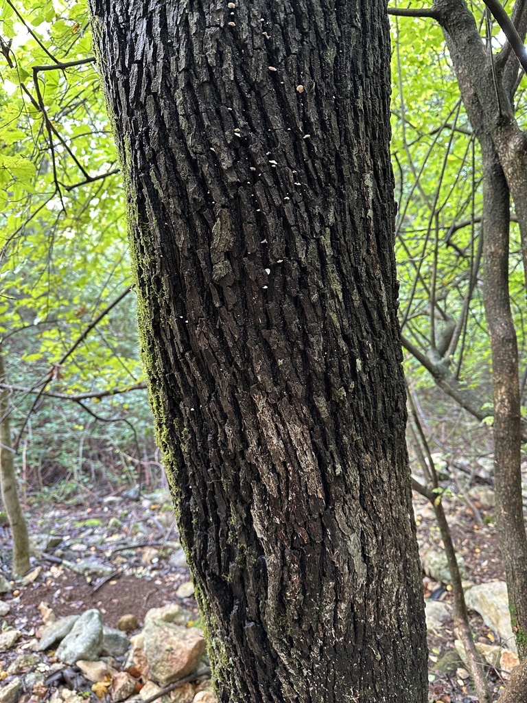 Service-tree (Cormus domestica) - Botanical Realm