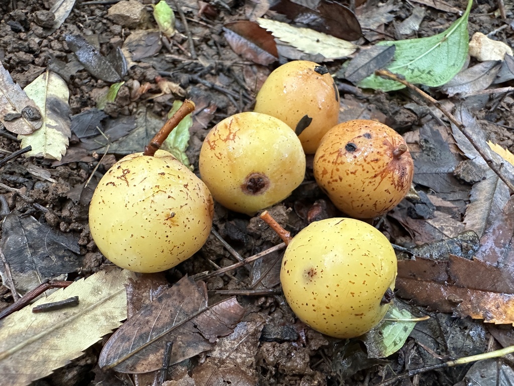 Service-tree (Cormus domestica) - Botanical Realm