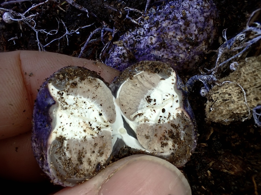 Phallus from 14-18 Dapsang Dr, Eagle Heights QLD 4272, Australia on ...