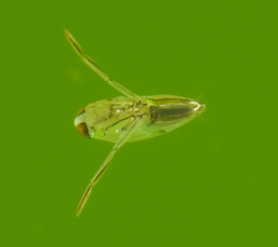 Common Backswimmers in November 2023 by Mina · iNaturalist