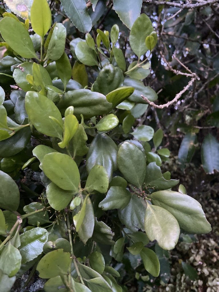 Green mistletoe in November 2023 by joakimliman. On mahoe along walkway ...