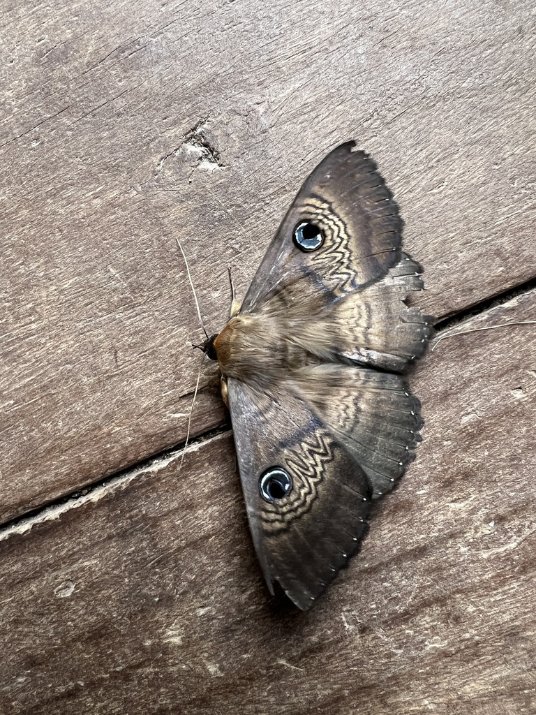 Southern Moon Moth from Red Johanna Rd, Johanna, VIC, AU on November 4 ...