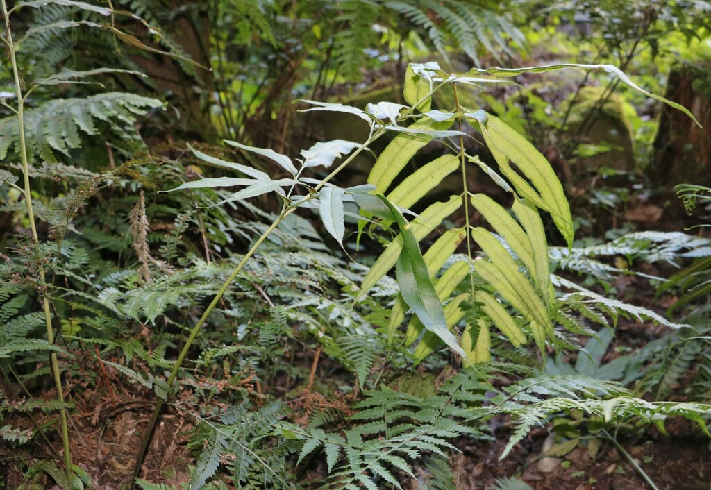 Intermediate bamboo fern from 台灣南投縣竹山鎮 on November 1, 2023 at 10:34 AM ...
