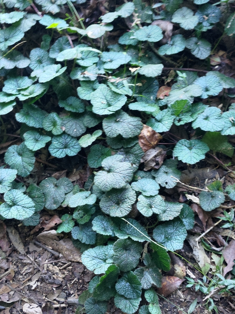 Rubus pectinellus from 地點：23.080594，120.768789 on November 5, 2023 at ...