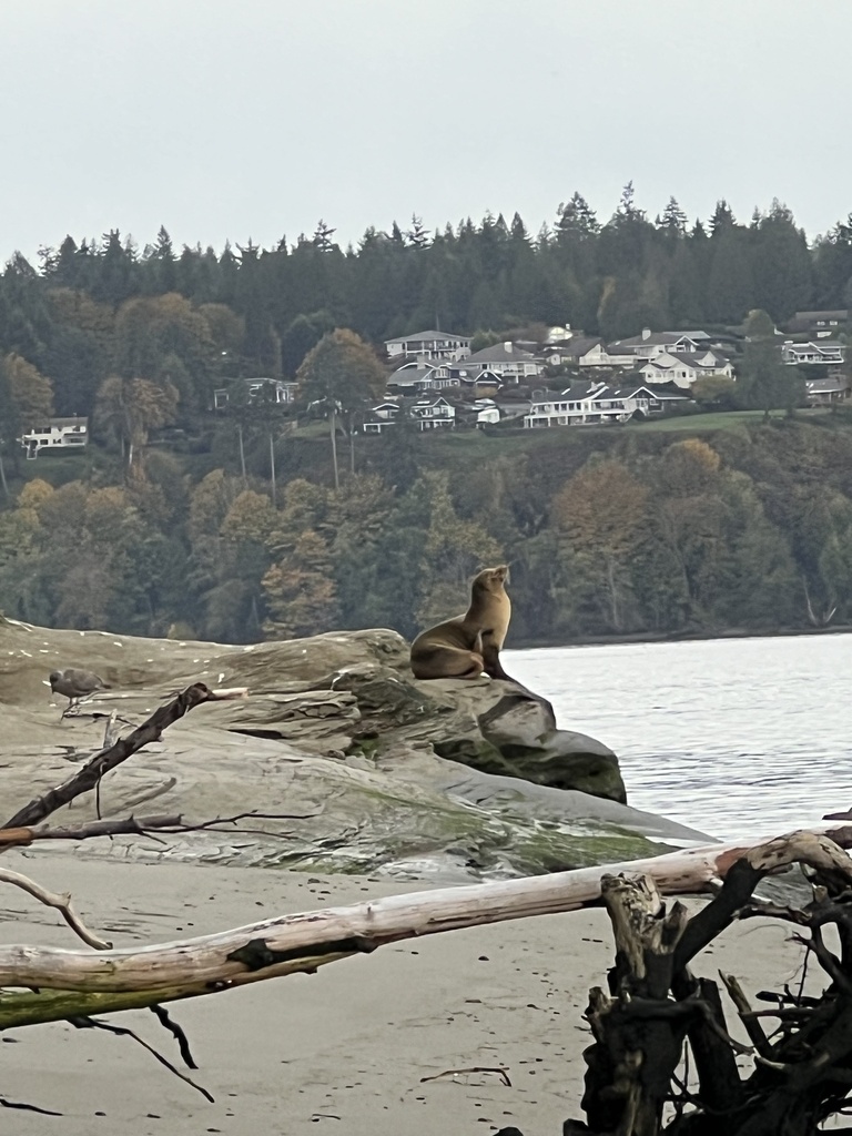 California Sea Lion from Colvos Passage, Tacoma, WA, US on November 3 ...