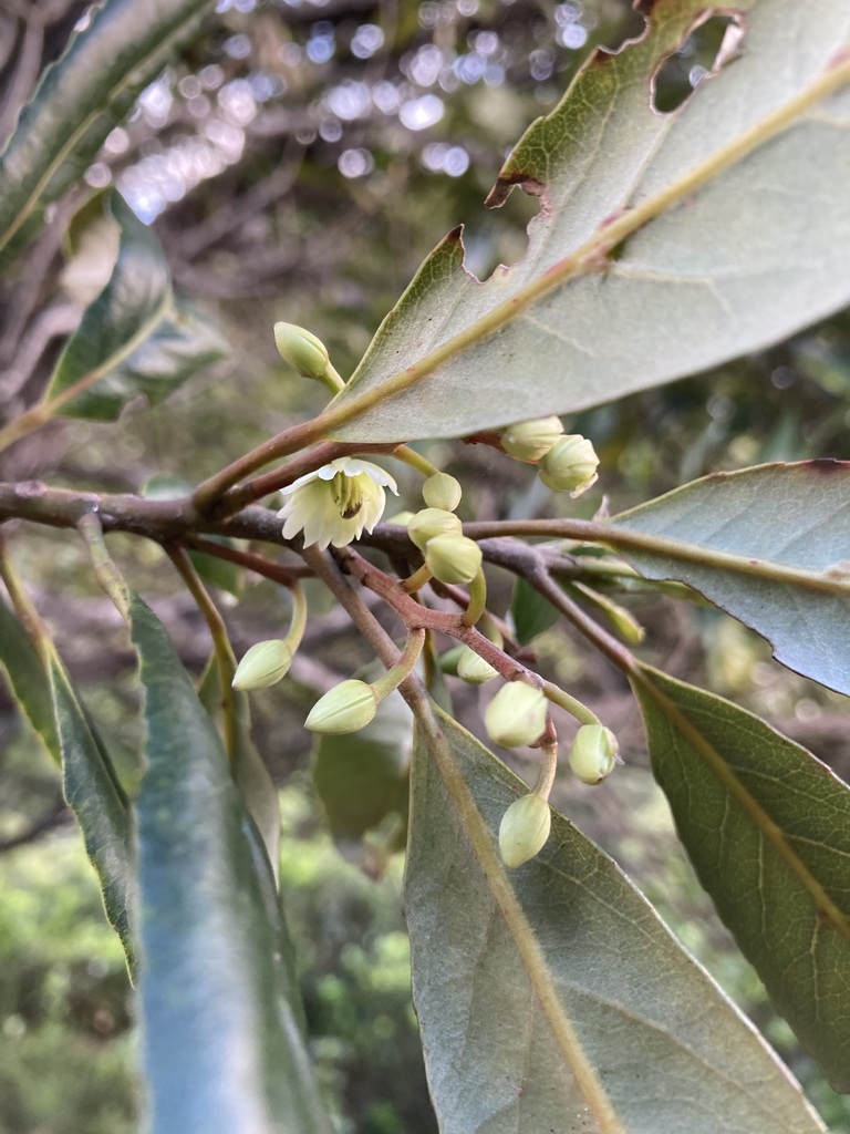 Hinau from Lower Hutt City, Wellington, New Zealand on November 5, 2023 ...