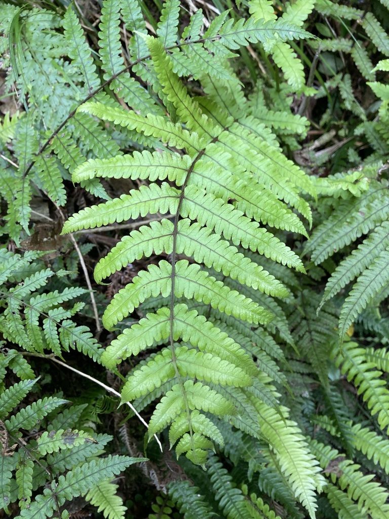 Lime Fern from Lower Hutt City, Wellington, New Zealand on November 5 ...