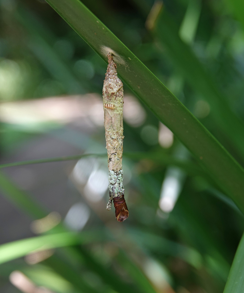 Bagworm Moths from Cairns QLD, Australia on May 26, 2023 at 12:40 PM by ...