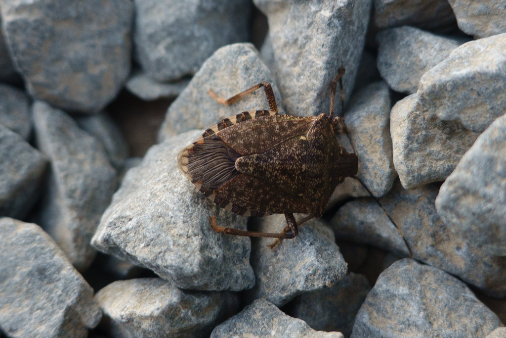 Brown Marmorated Stink Bug from Ukyo Ward, Kyoto, Japan on November 2 ...