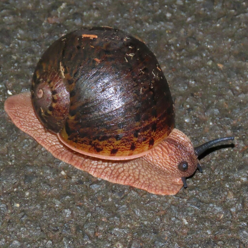 Giant Panda Snail from O'Reilly QLD 4275, Australia on February 28 ...