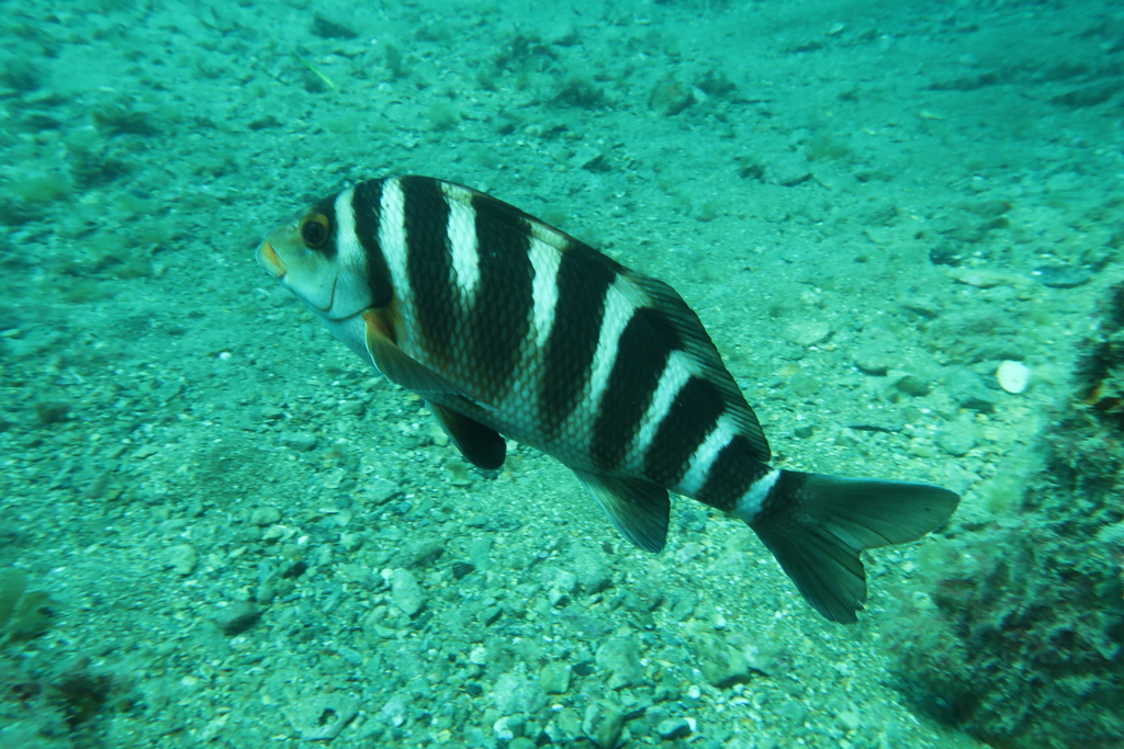 Banded Morwong from Rapid Bay jetty on November 5, 2023 at 11:35 AM by ...
