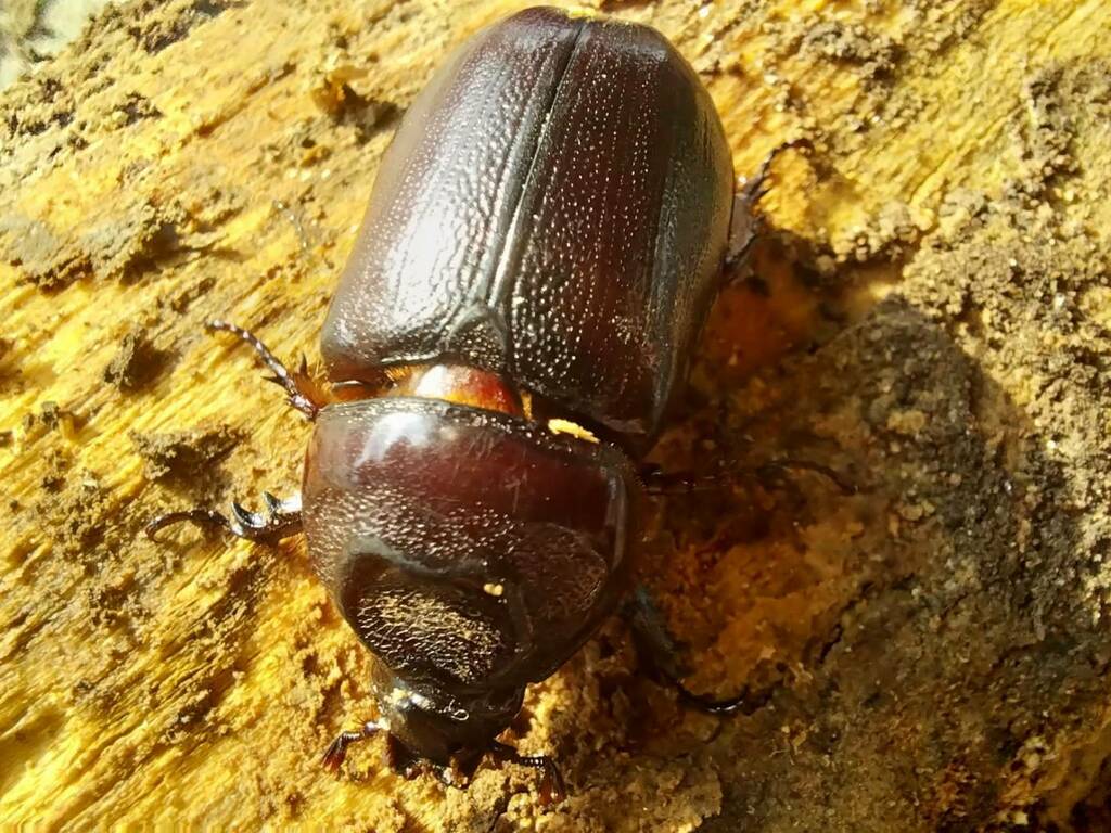 Coconut Rhinoceros Beetle from หนองแขม อำเภอเมืองนครปฐม นครปฐม 73000 ...