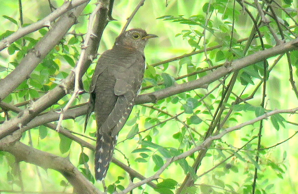 Lesser Cuckoo from Saul Kere, Kaikondrahalli, Bengaluru, Karnataka 560035 on November 05, 2023 ...