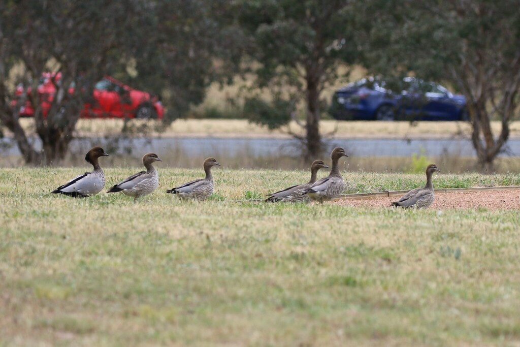 Australian Wood Duck from Geoscience Australia, Symonston, ACT ...