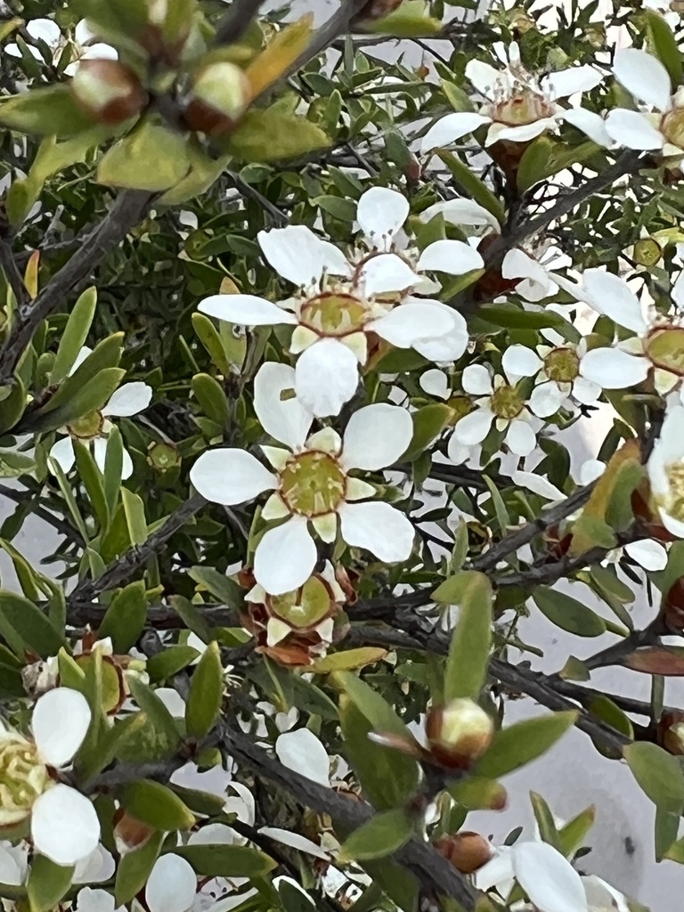 Tea Trees from K’gari (Fraser Island) Recreation Area, Urangan, QLD, AU ...