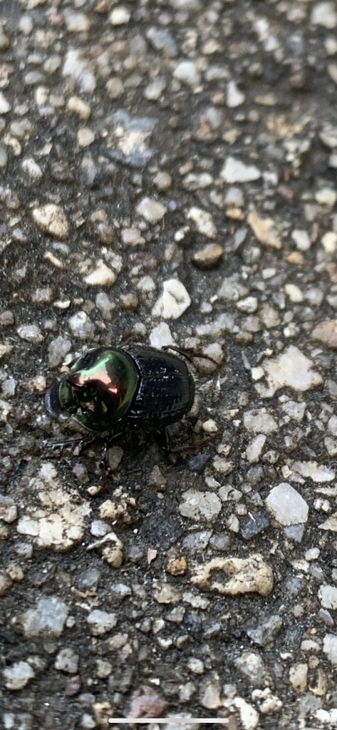 Scarabaeiform Beetles from Simon St, Freshwater, QLD, AU on November 5 ...