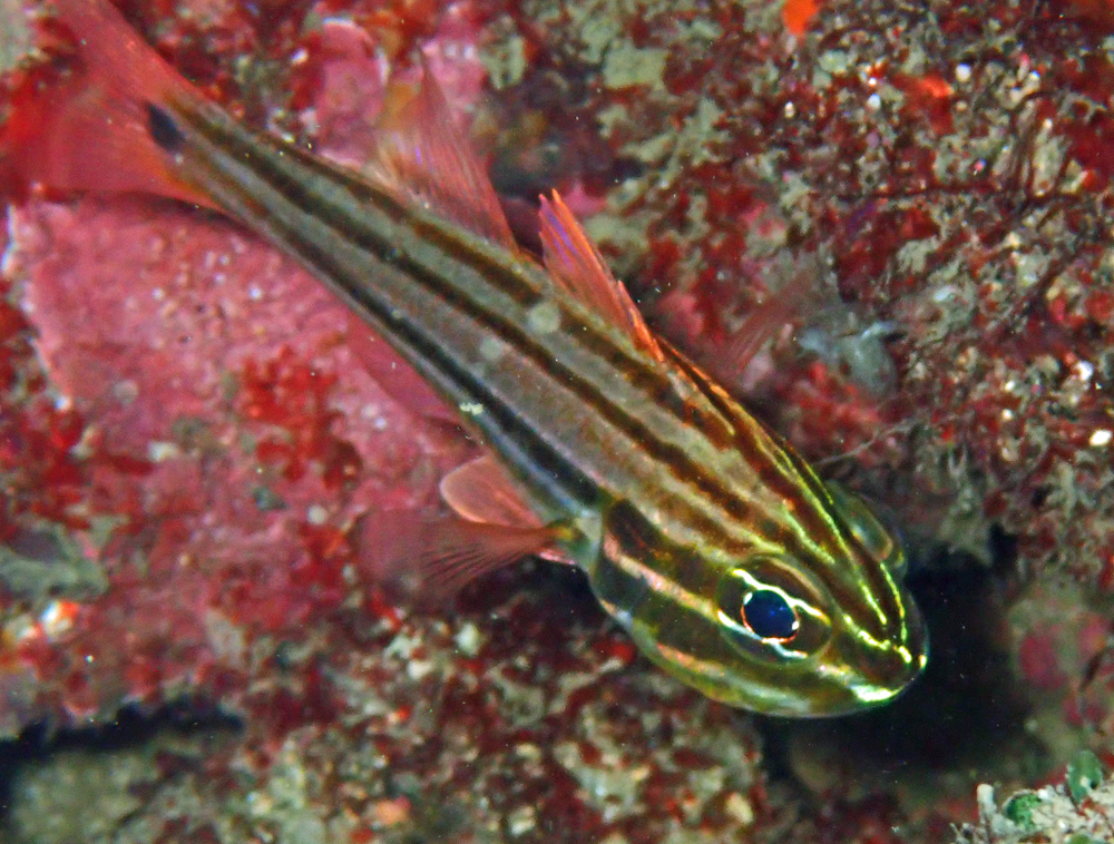 Sydney Cardinalfish from Mudjimba Island, Queensland, Australia on ...