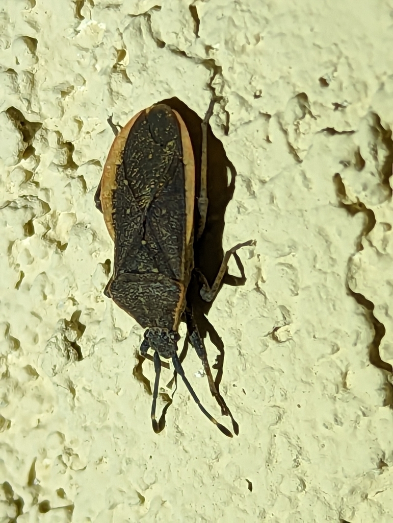Catorhintha apicalis from San Diego, CA 92119, USA on November 5, 2023 ...