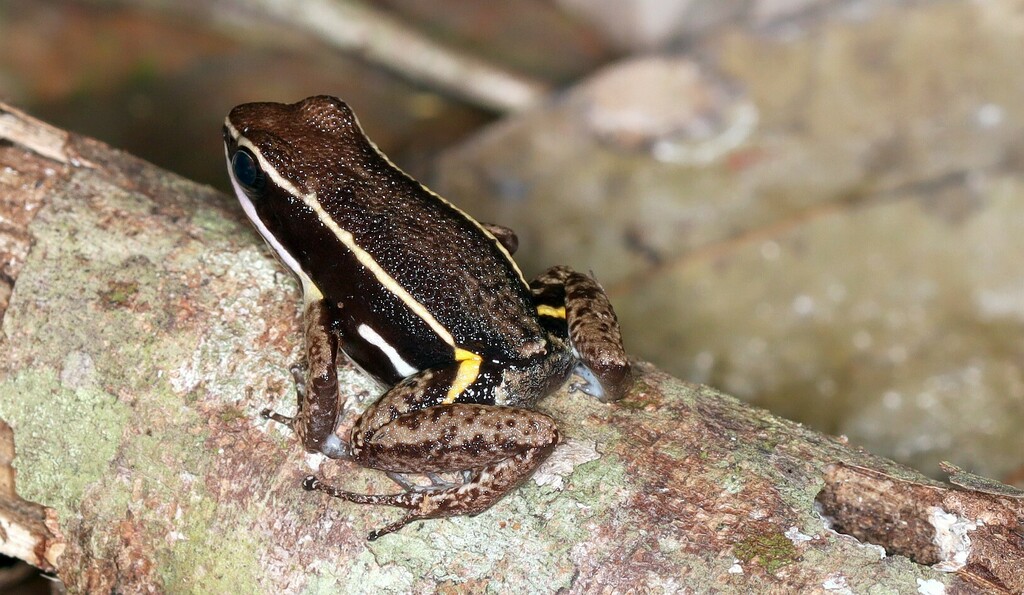 Spotted-thighed Poison Frog from ACP Panguana, 10250, Peru on September ...