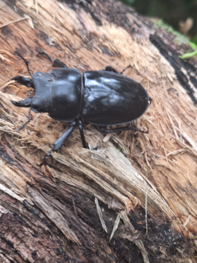 Neolucanus from Taitung, TW-TA, TW on November 5, 2023 at 11:40 AM by ...