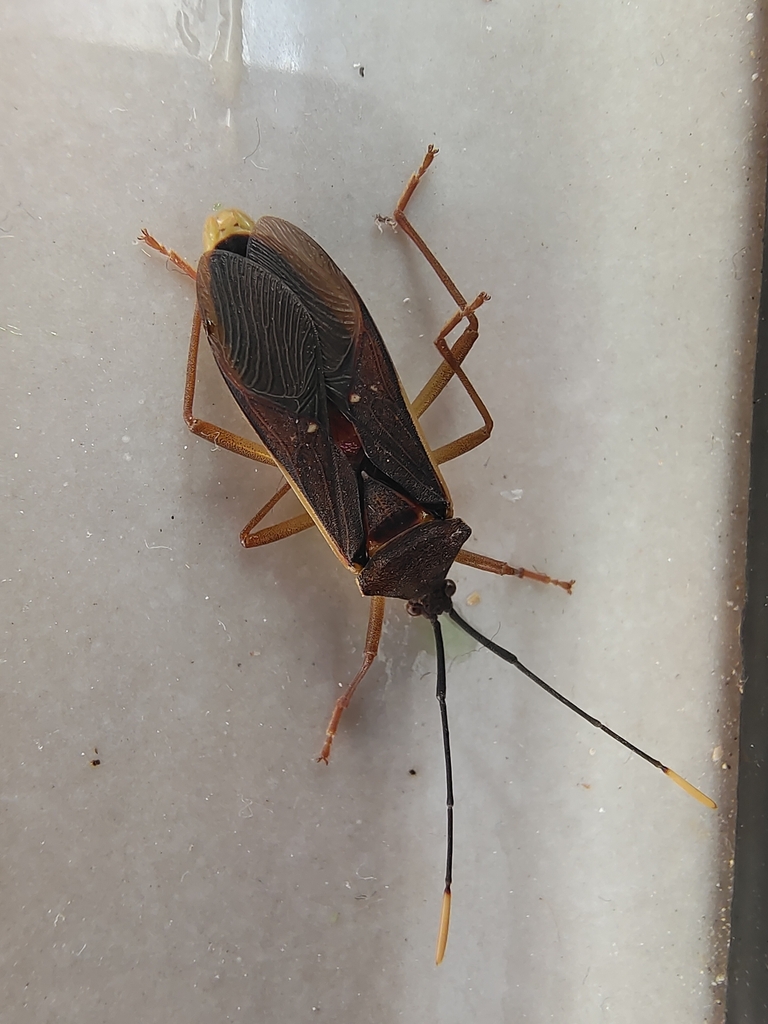 Homoeocerus from Yichun, CN-JX, CN on November 3, 2023 at 09:03 AM by ...