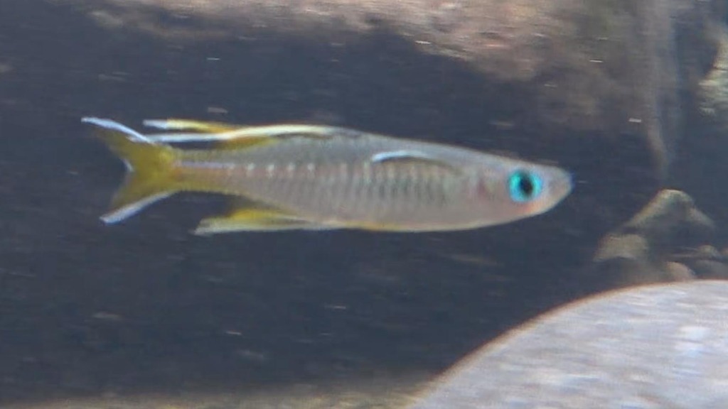 Pacific Blue Eye from Douglas, Queensland, Australia on October 5, 2017 ...