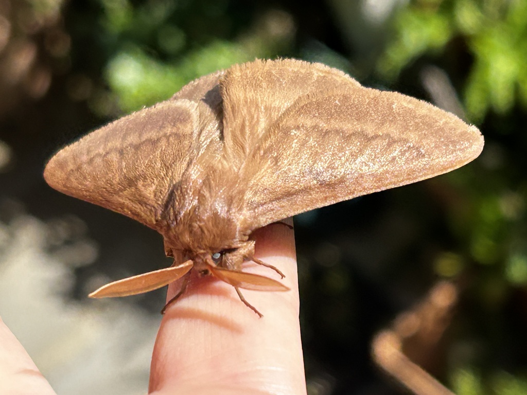 Phyllalia from Danie Blignaut Street, Still Bay, WC, ZA on November 5 ...