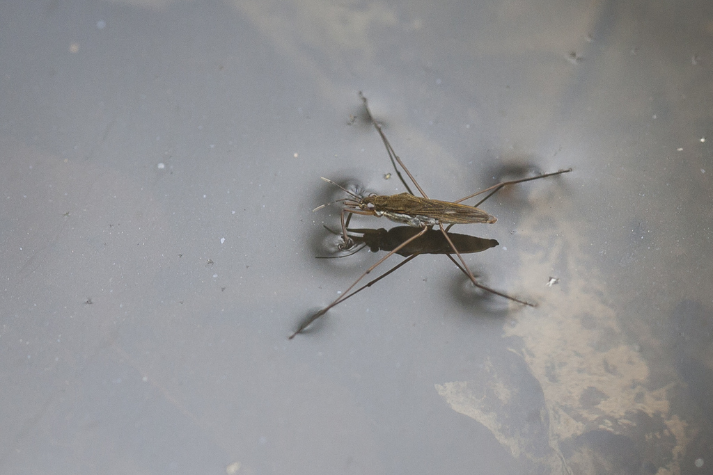 Eurasian common pond skater from Louvois, Val de Livre, France on April ...