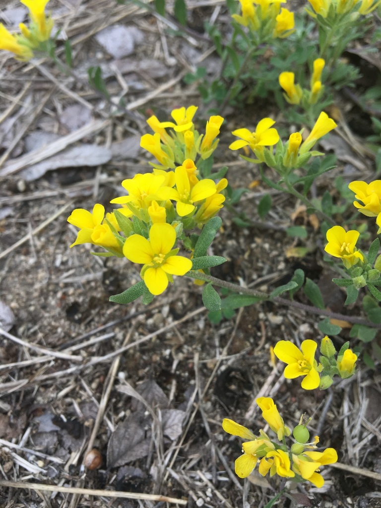 bladderpods from 1275 County Road 1007B, Glen Rose, TX, US on March 23 ...