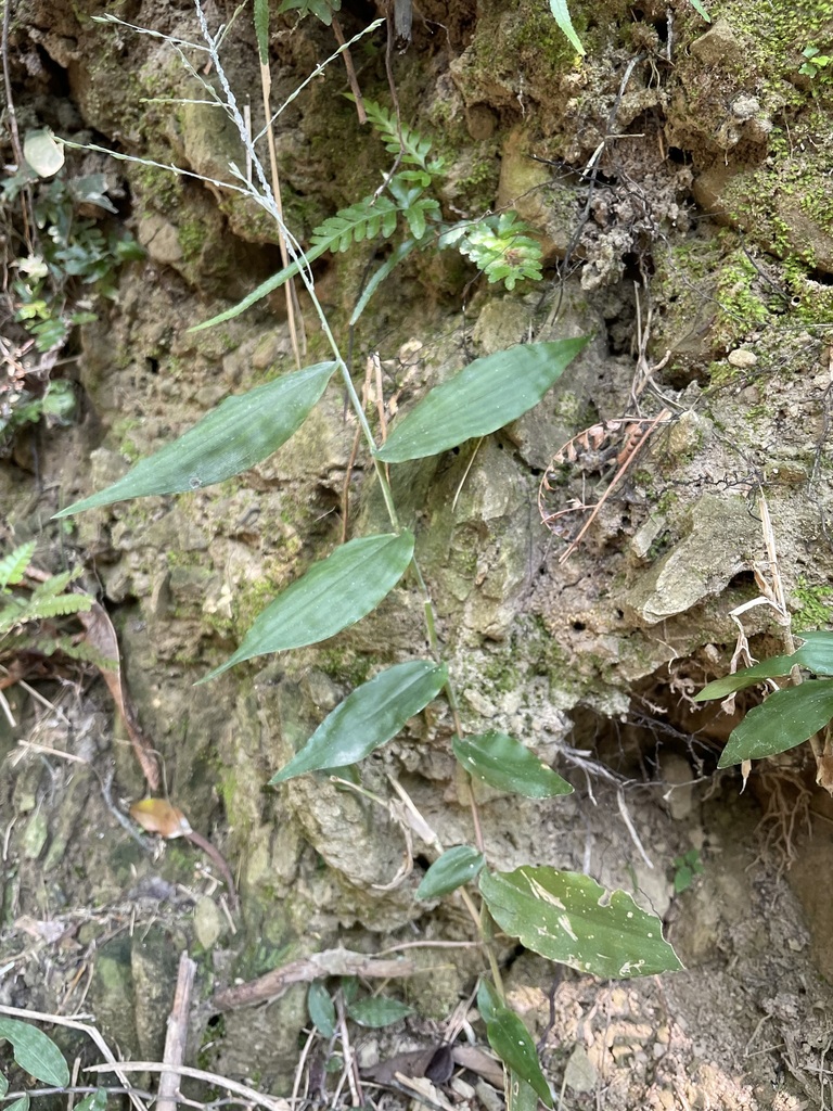 Ichnanthus pallens from 363台灣苗栗縣公館鄉 on November 4, 2023 at 12:12 PM by ...