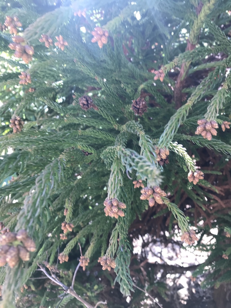 sugi from 21 Dike Bridge Rd, Edgartown, MA, US on March 23, 2019 at 01: ...