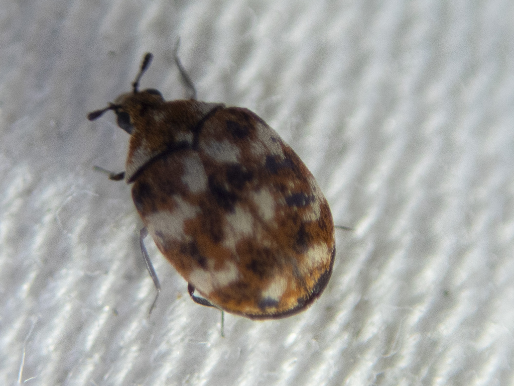 Varied Carpet Beetle from Won Wron VIC 3971, Australia on October 7 ...