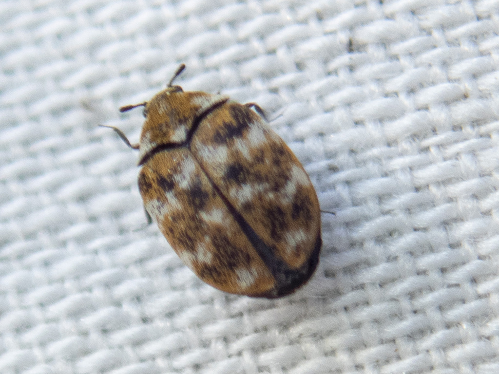 Varied Carpet Beetle from Won Wron VIC 3971, Australia on October 16 ...