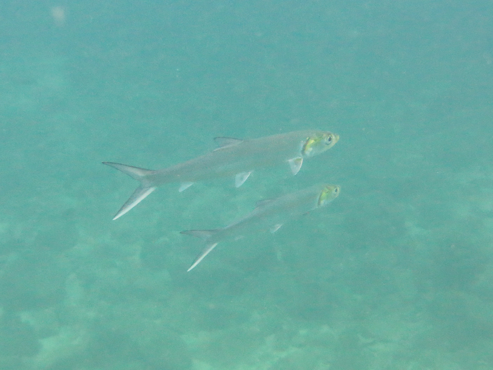 Machete (Elops affinis) - Marine Life Identification
