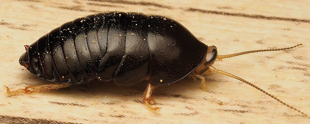 Pill Cockroaches from Mizoram, India on November 1, 2023 at 04:38 PM by ...