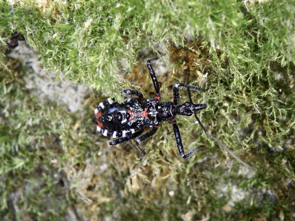 Japanese Assassin Bug from 府道562号, 舞鶴市, 京都府, JP on November 5, 2023 at ...