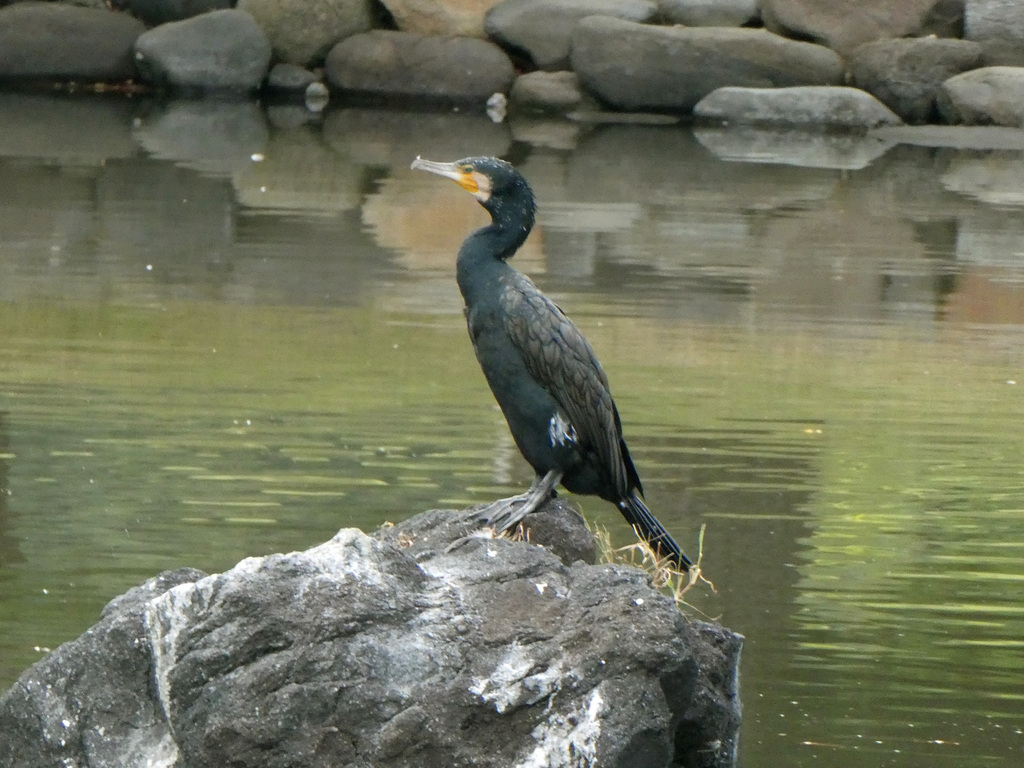 Japanese Great Cormorant from 1 Hamarikyuteien, Chuo City, Tokyo 104 ...