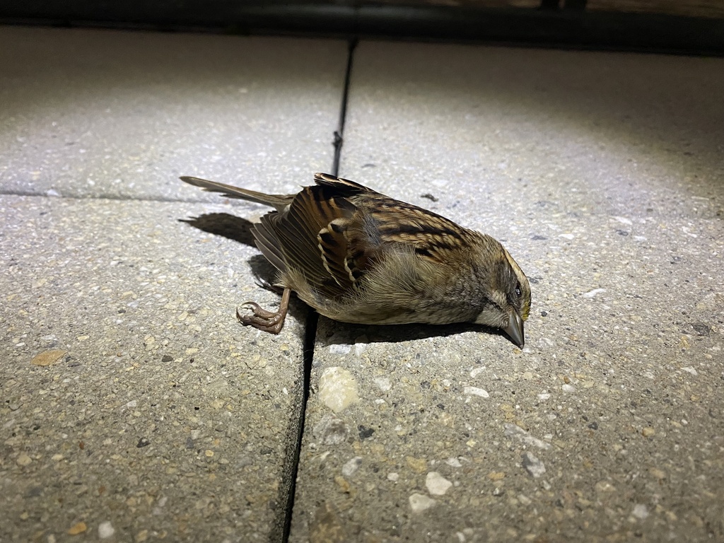 White-throated Sparrow from The Baltimore Convention Center, Baltimore ...