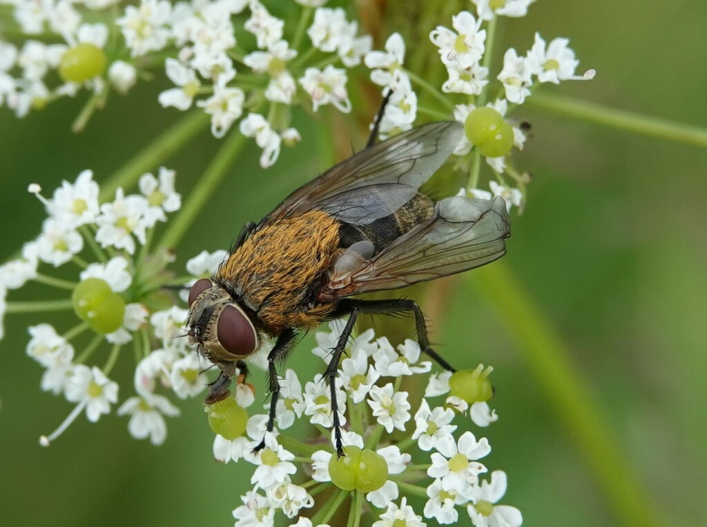 Bot Flies, Blow Flies, and Allies from 756 02 Huslenky, Česko on July ...