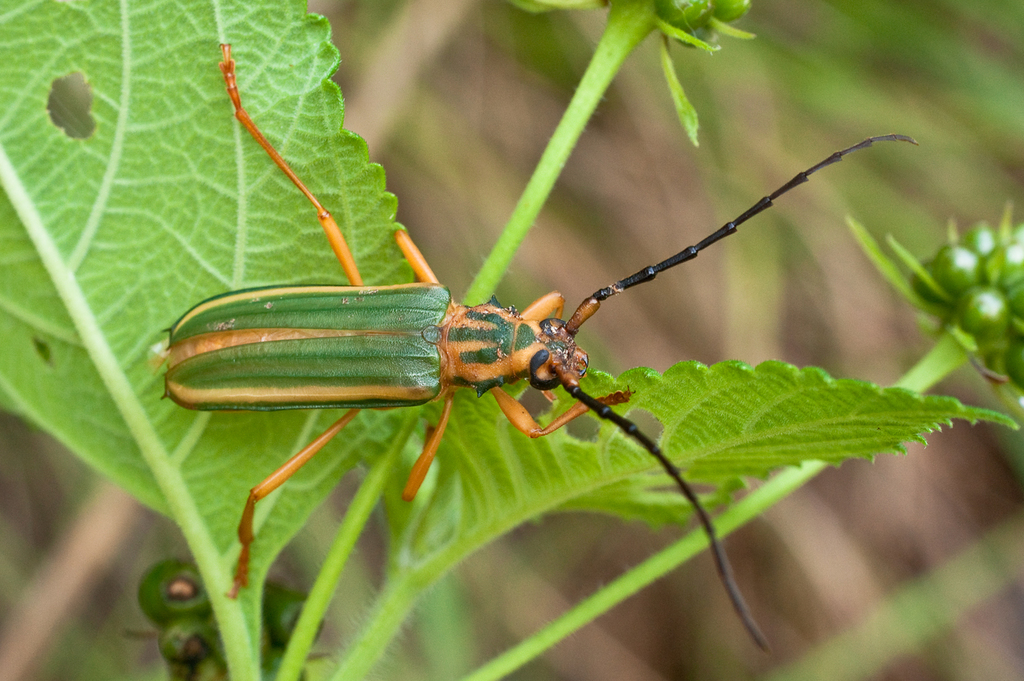 Chlorida festiva (Municipio de Campamento, Antioquia) · NaturaLista ...